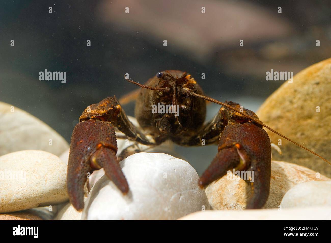 Freshwater Rivers Sardinia Italy White-clawed crayfish Austropotamobius ...