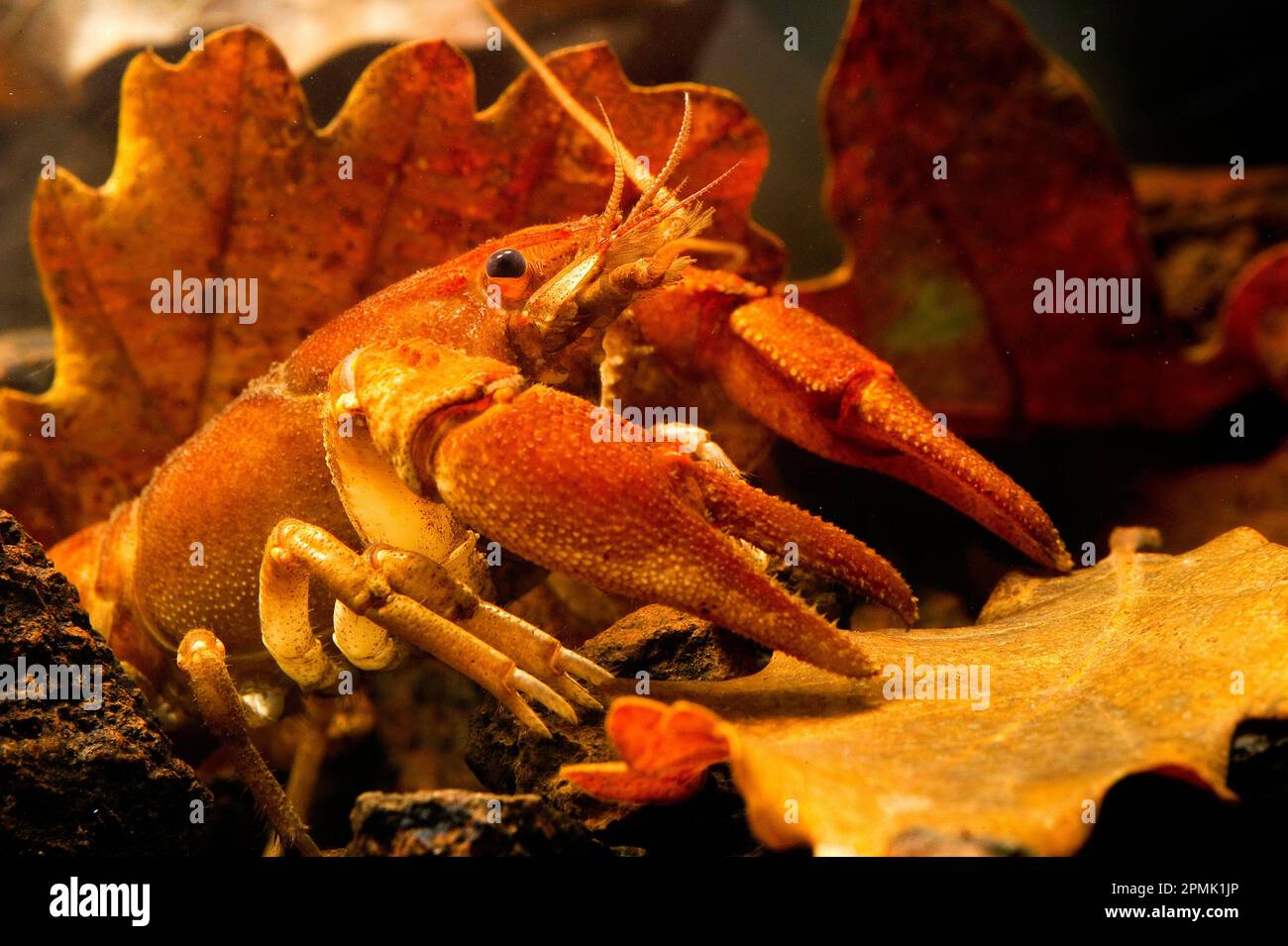 Freshwater Rivers Sardinia Italy White-clawed crayfish Austropotamobius ...