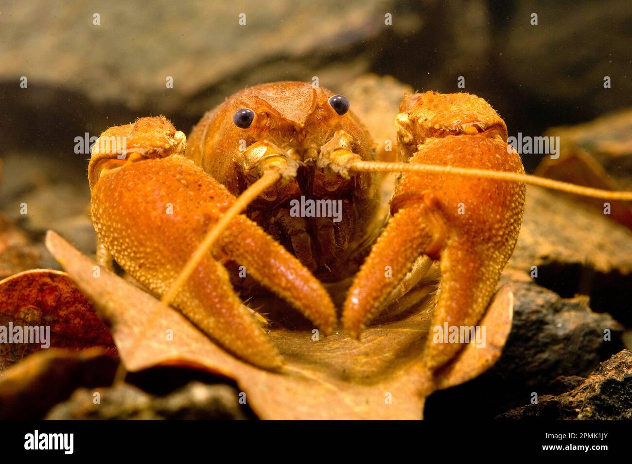 Freshwater Rivers Sardinia Italy White-clawed crayfish Austropotamobius ...