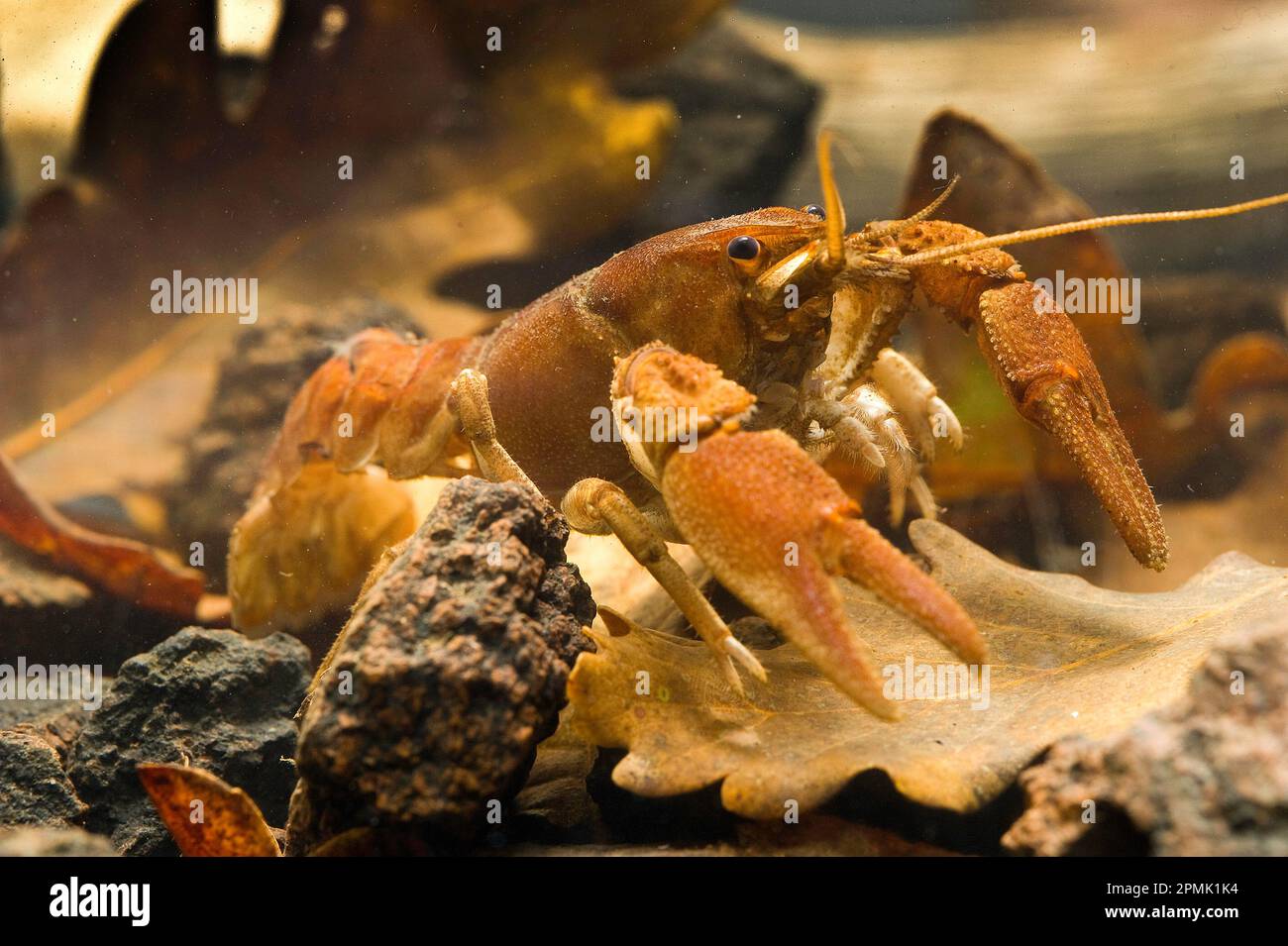 Freshwater Rivers Sardinia Italy White-clawed crayfish Austropotamobius ...