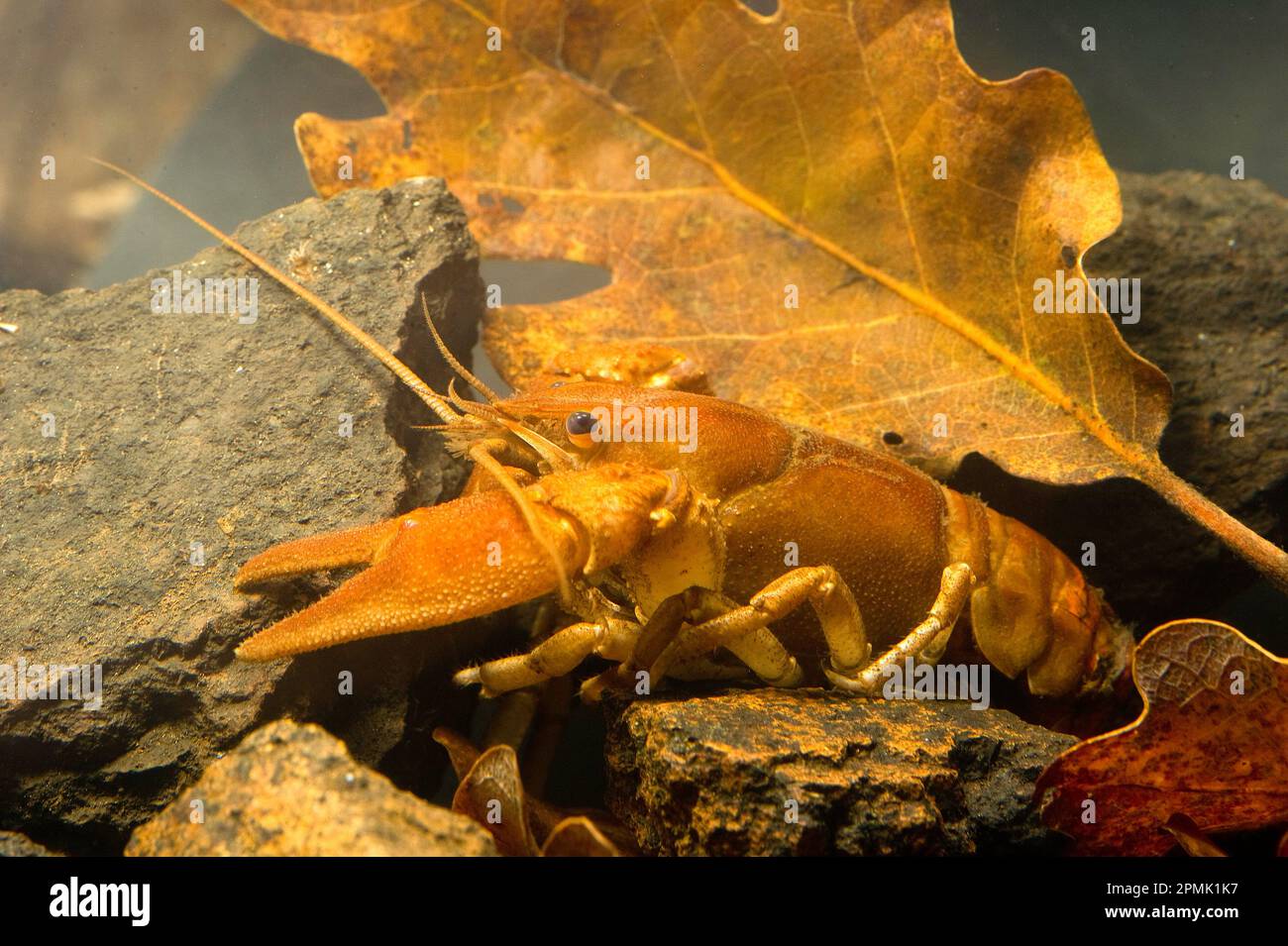 Freshwater Rivers Sardinia Italy White-clawed crayfish Austropotamobius ...