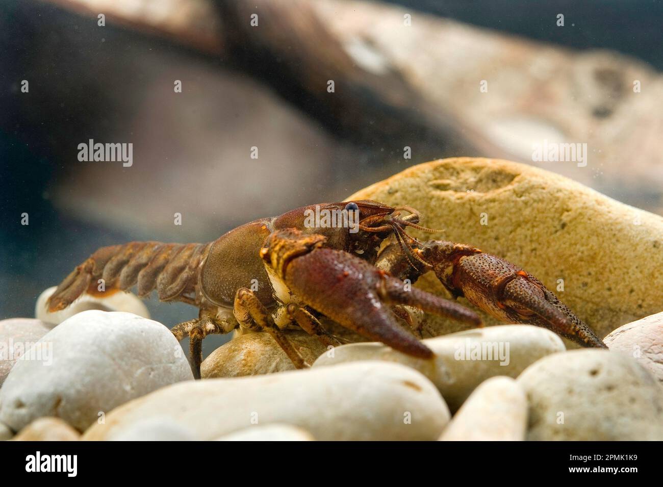 Freshwater Rivers Sardinia Italy White-clawed crayfish Austropotamobius ...
