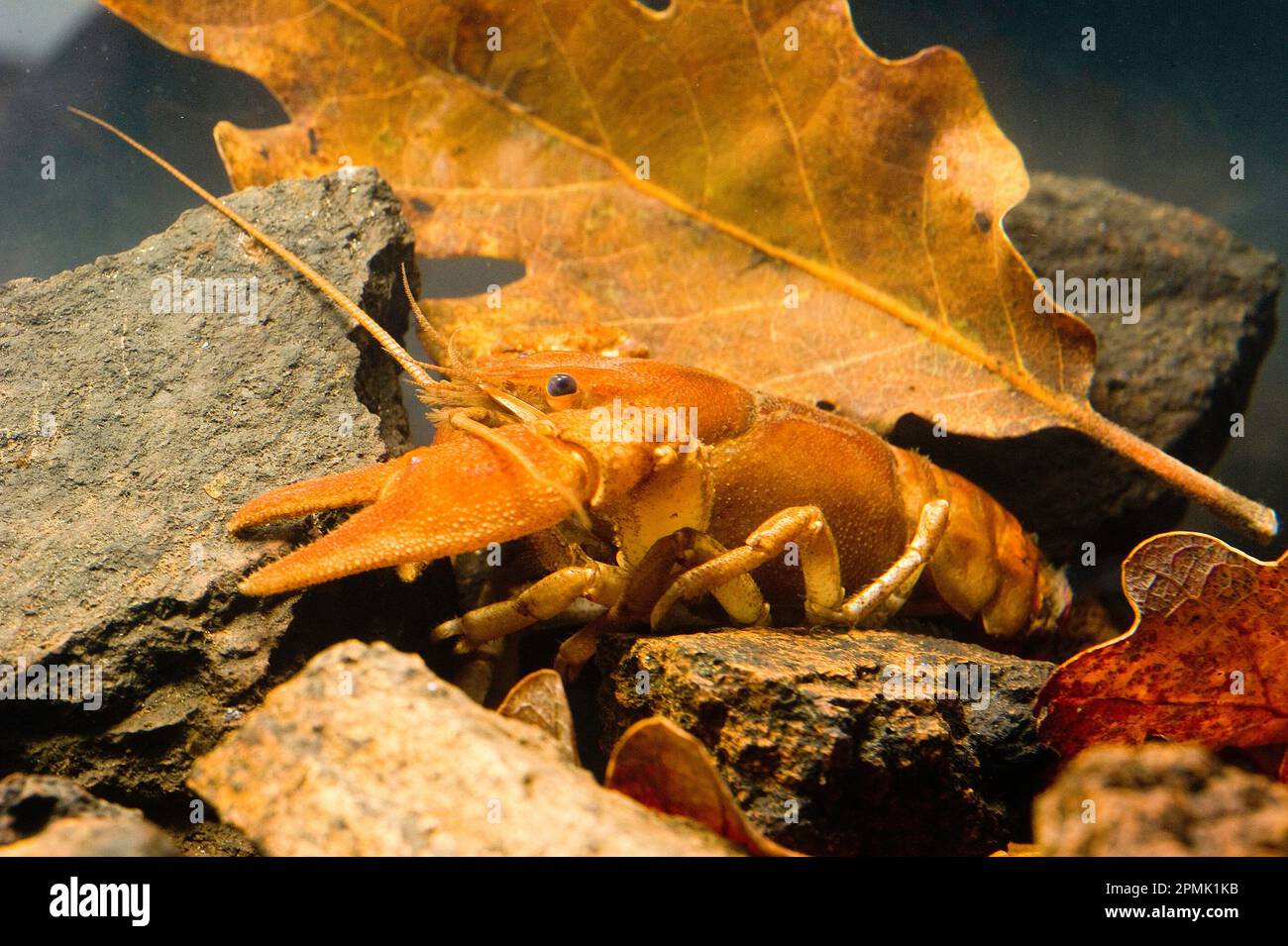 Freshwater Rivers Sardinia Italy White-clawed crayfish Austropotamobius ...