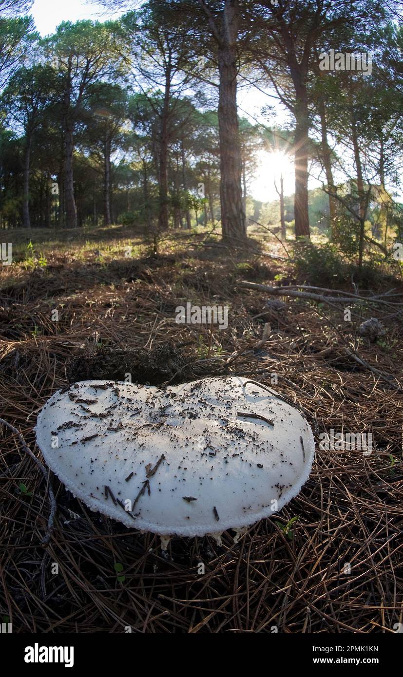 Foreste e foreste hi-res stock photography and images - Alamy