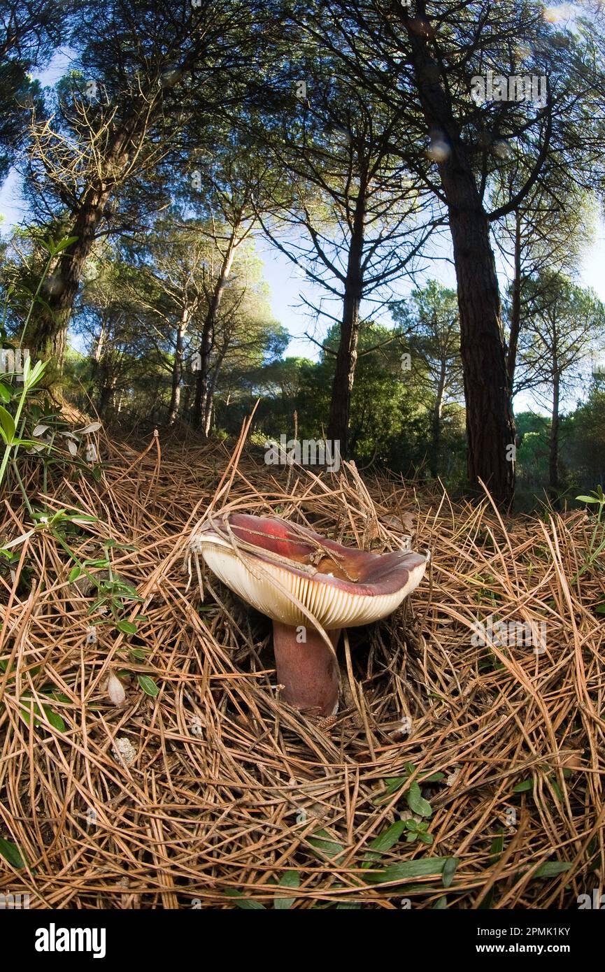 Foreste e foreste hi-res stock photography and images - Alamy