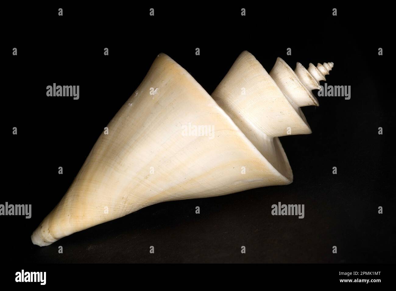 Molluschi gasteropodi marini hi-res stock photography and images - Alamy