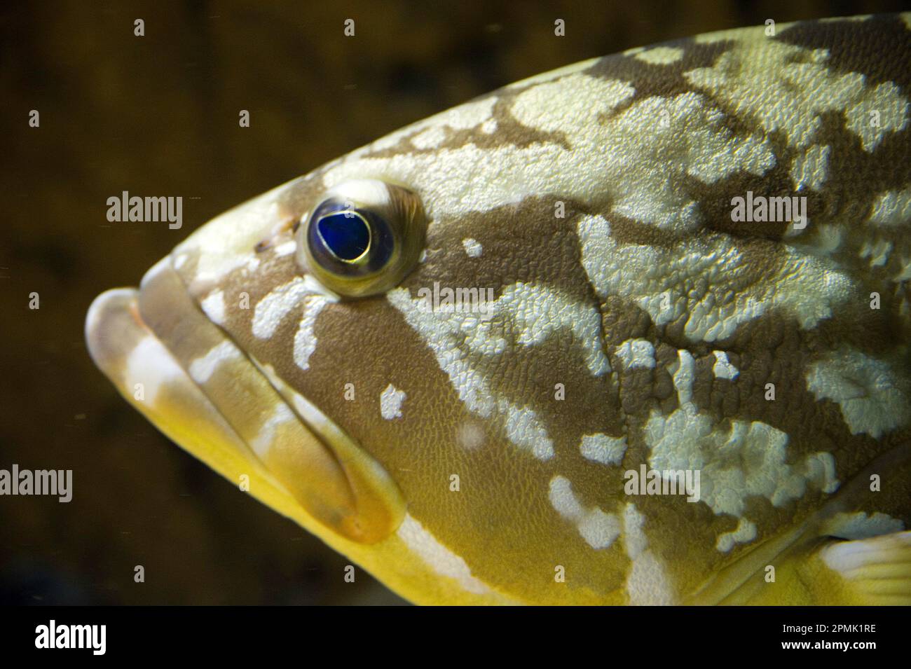 cernia bruna (Epinephelus marginatus Lowe, 1834). Alghero. Sardegna ...