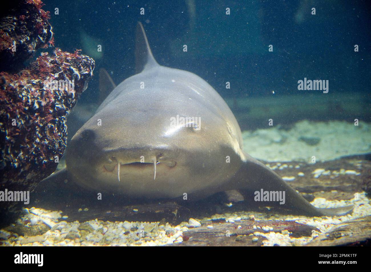 Nurse shark, Ginglymostoma cirratum, captive Stock Photo - Alamy