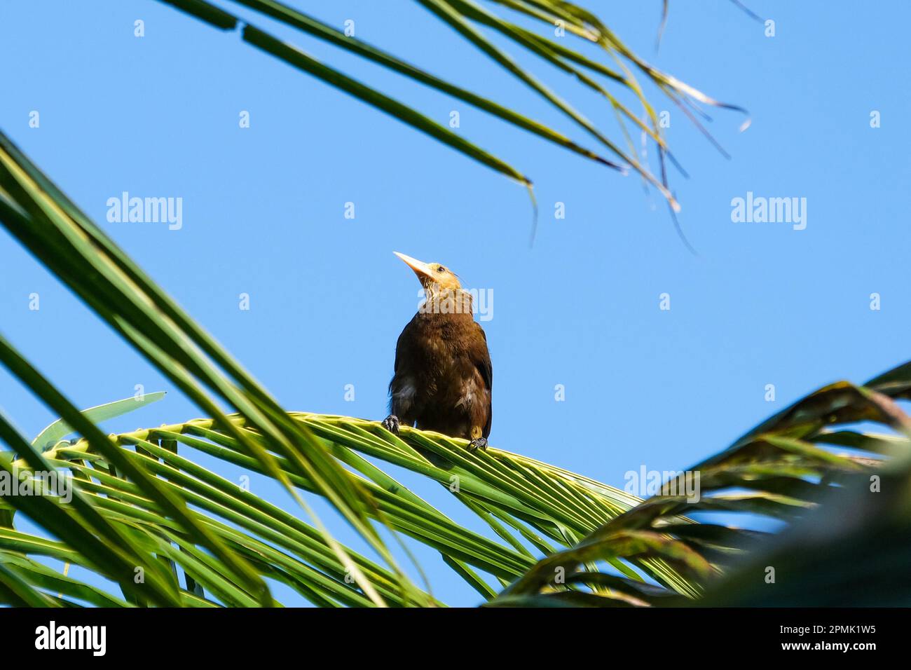 Passeriformes Icteridae songbird standing on leaves of tree at Amazon ...