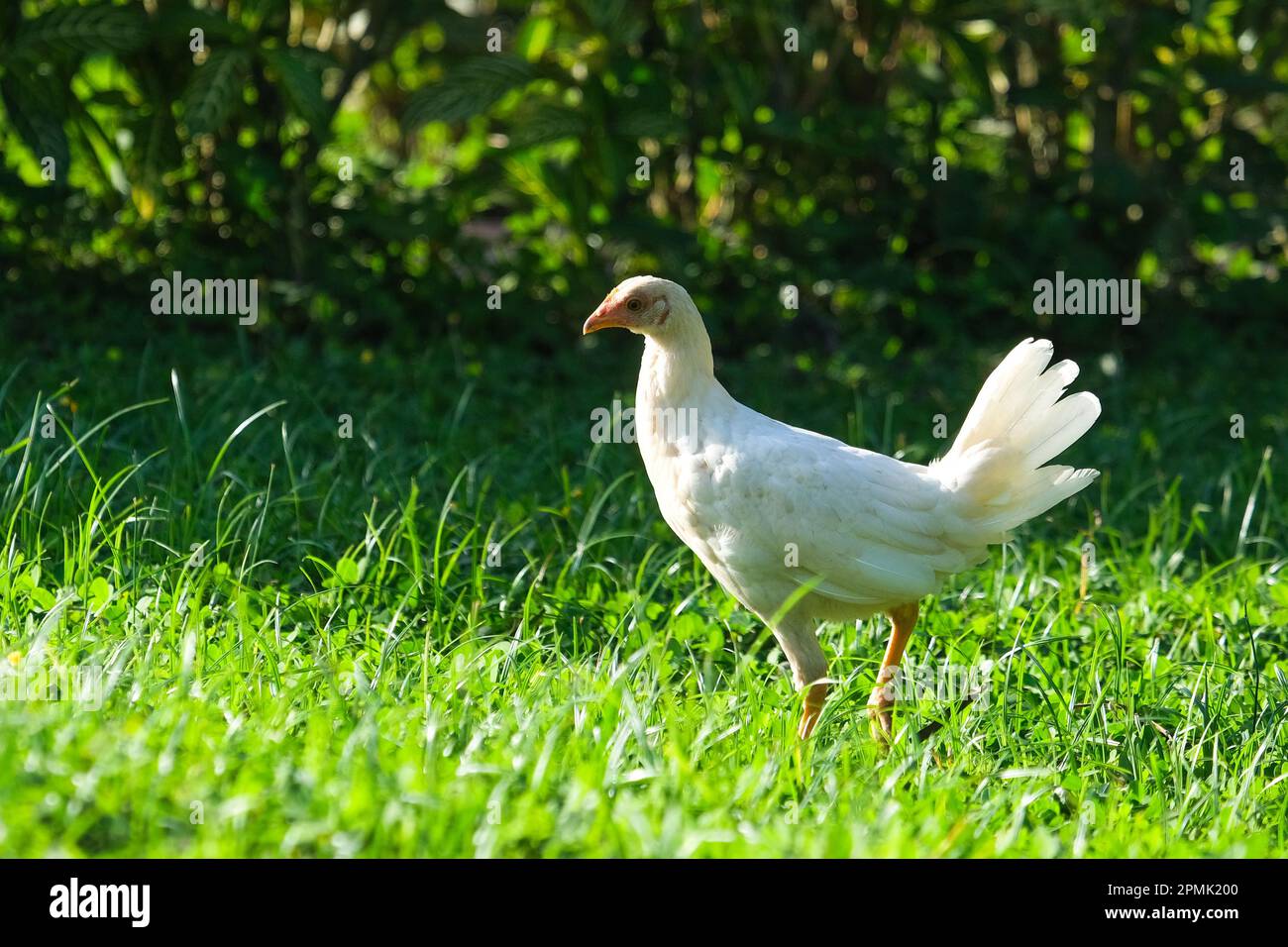 Close up white chicken standing on green grass and green background ...