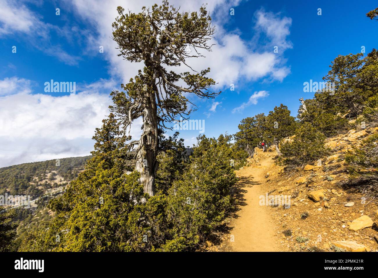 Artemis Cypress Tree
