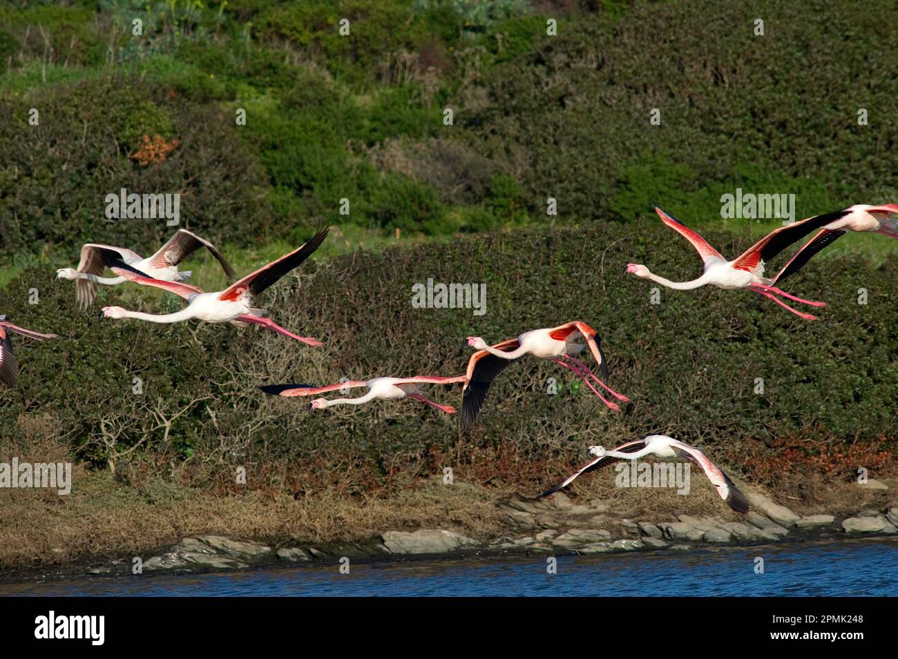 Flamingo movements hi-res stock photography and images - Alamy