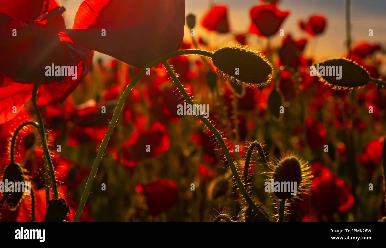 Red poppies. Anzac background. Poppy field, Remembrance day, Memorial ...