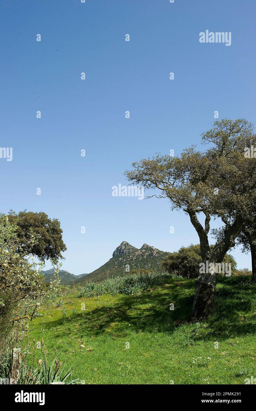 Cork trees with Mout Acuto in trhe foreground,Quercus suber Berchidda ...