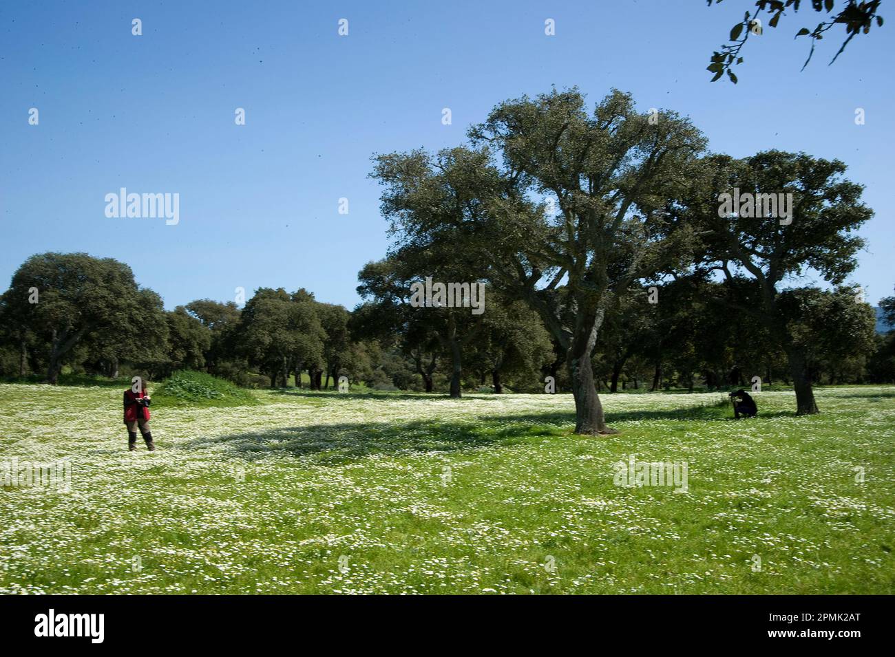 Cork trees with Mout Acuto in trhe foreground,Quercus suber Berchidda ...