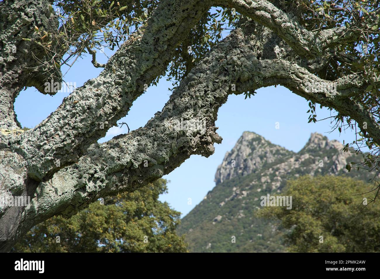 Big cork tree large hi-res stock photography and images - Alamy