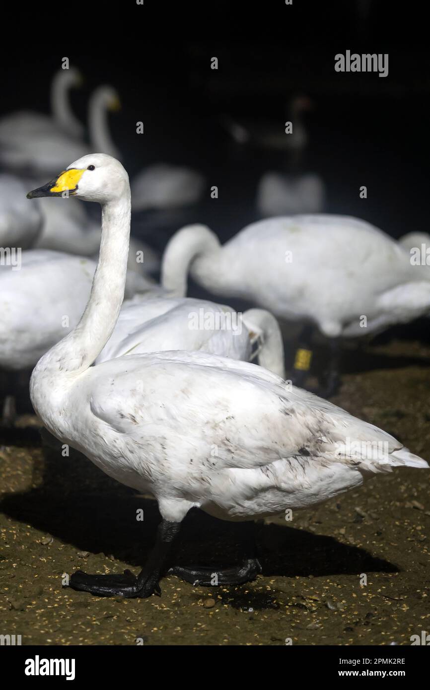 A high-resolution closeup of a flock of Whooper Swans in their natural ...