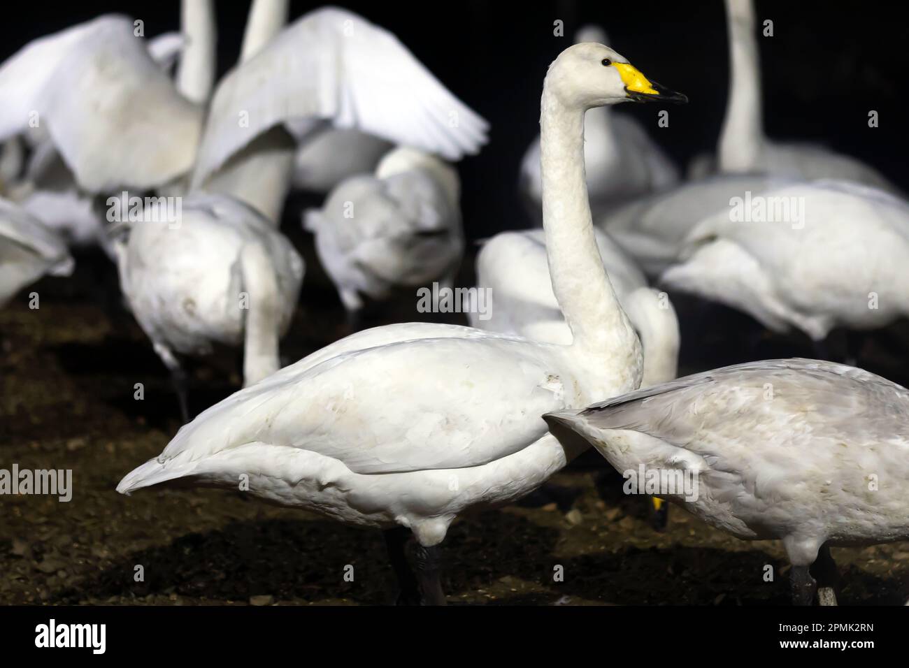 A high-resolution closeup image of a flock of Whooper Swans in their ...