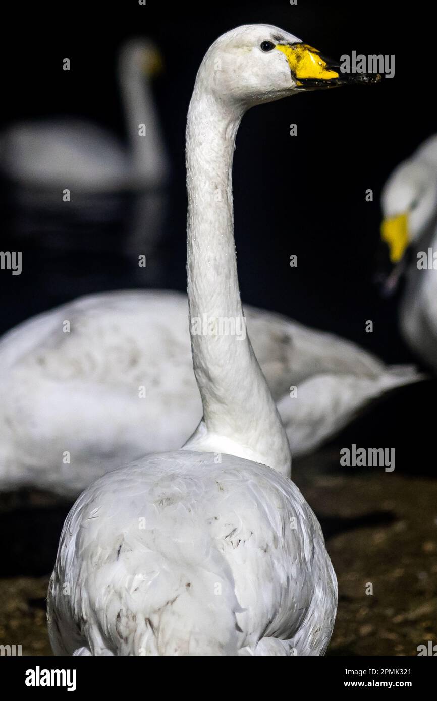 A closeup of a Whooper Swan, featuring its white feathers and ...