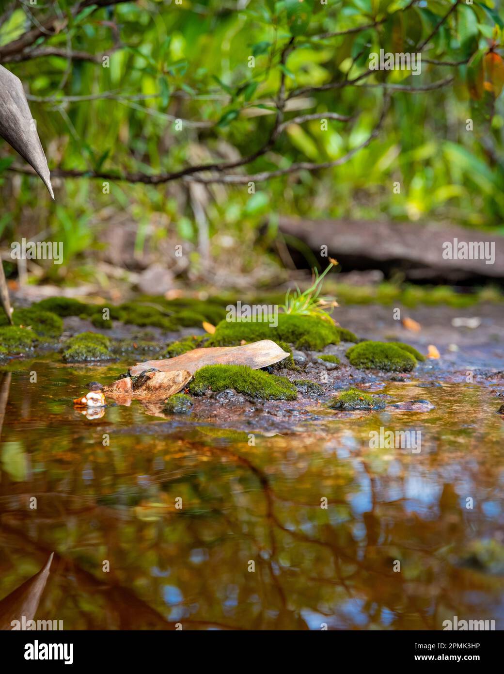 The Beautiful Kaieteur Falls Guyana, South America. Kaieteur is the ...