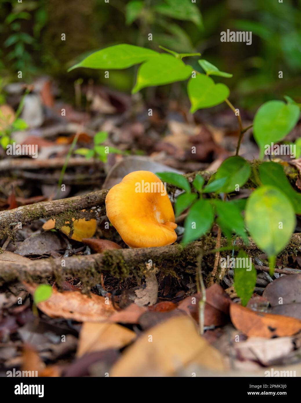 The Beautiful Kaieteur Falls Guyana, South America. Kaieteur is the ...