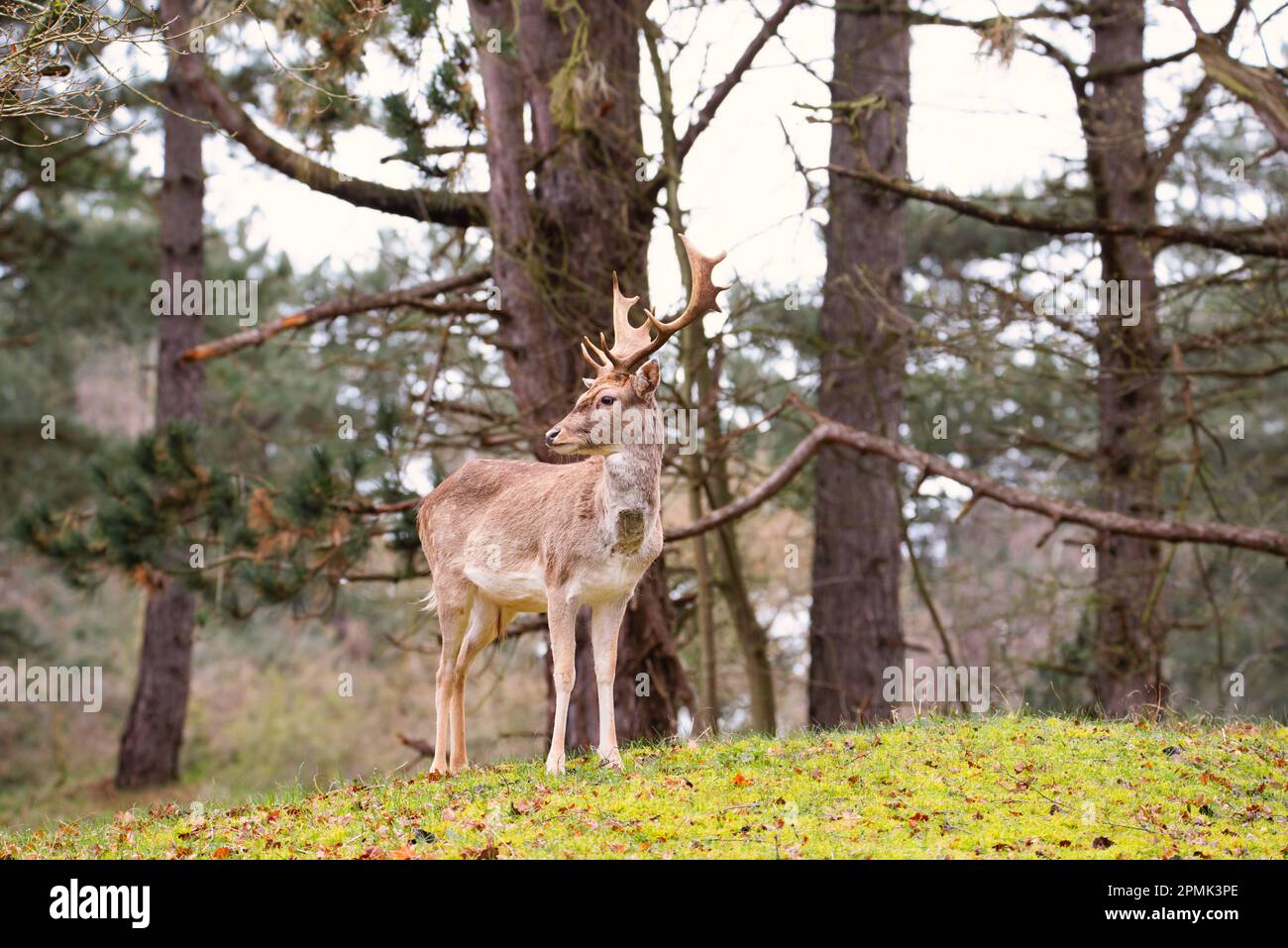 Red deer stag with antlers in spring, forest of Amsterdamse ...
