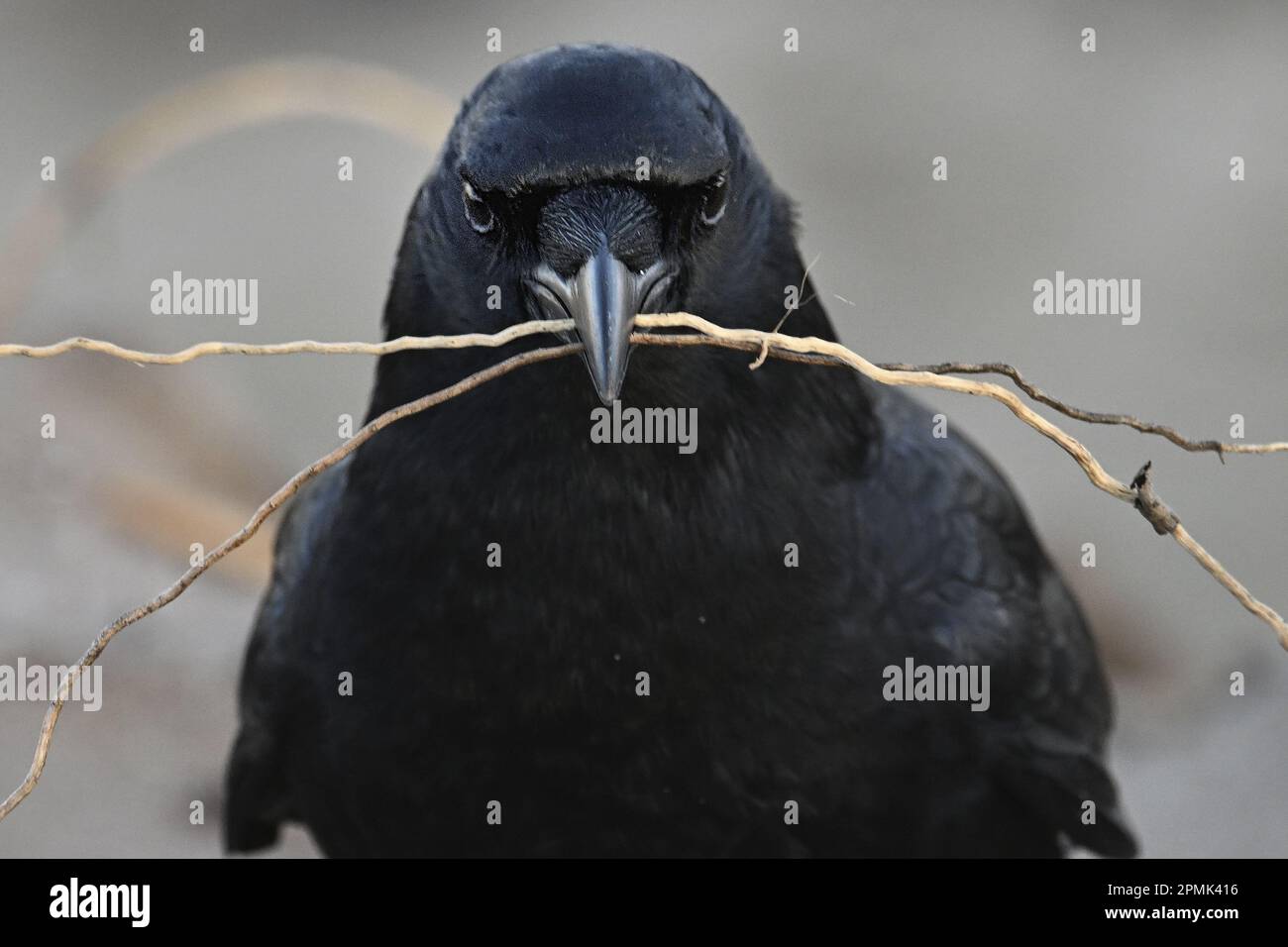 American crow nest hi-res stock photography and images - Alamy