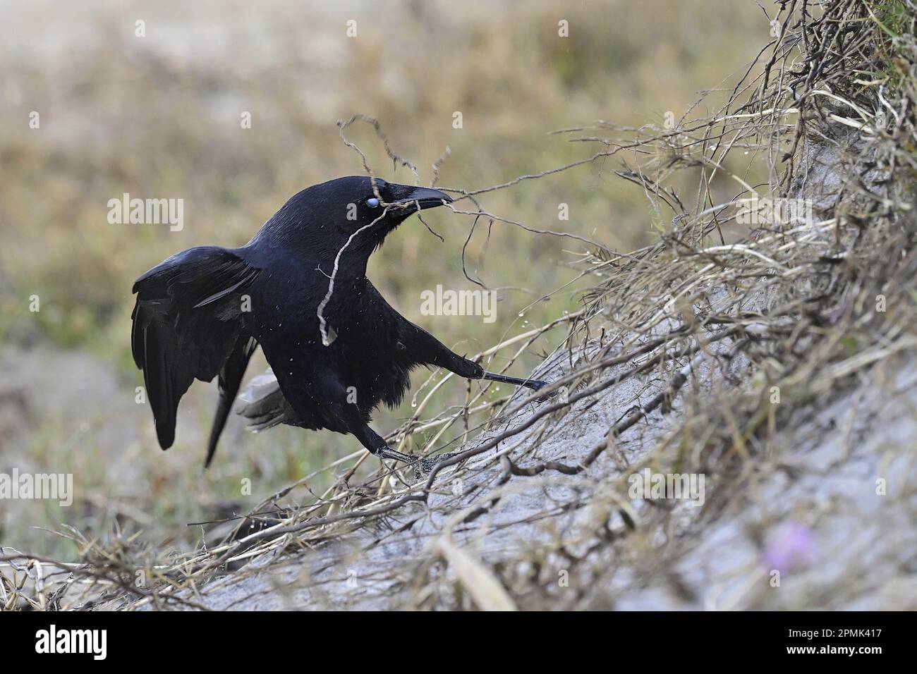 American crow nest hi-res stock photography and images - Alamy