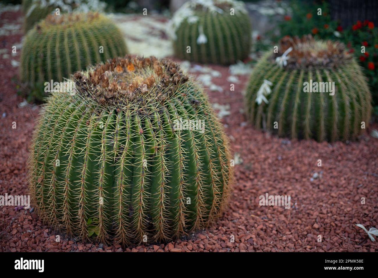 Beautiful big prickly green cactus in hot summer weather in nature ...