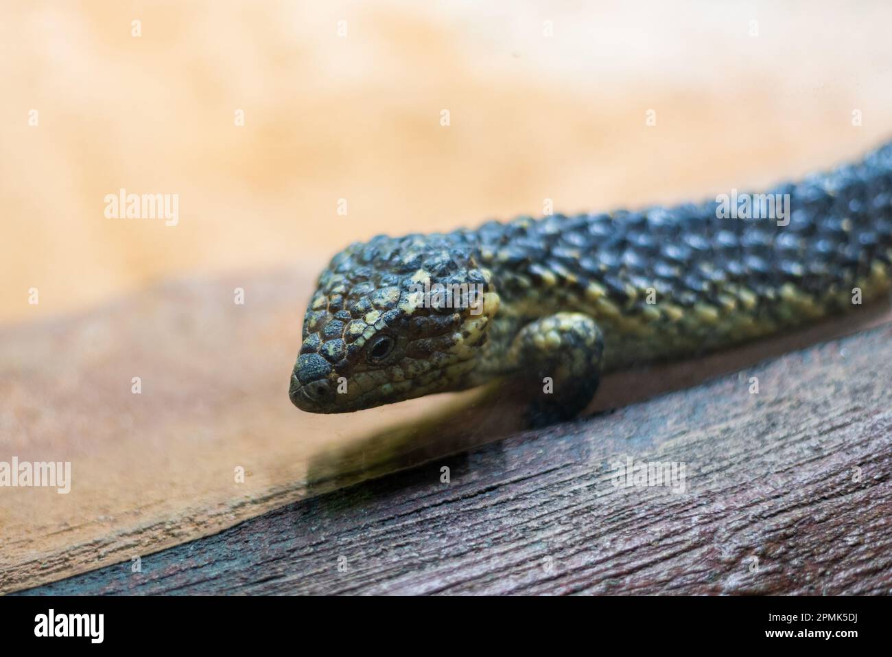 Bobtail lizard hi-res stock photography and images - Alamy