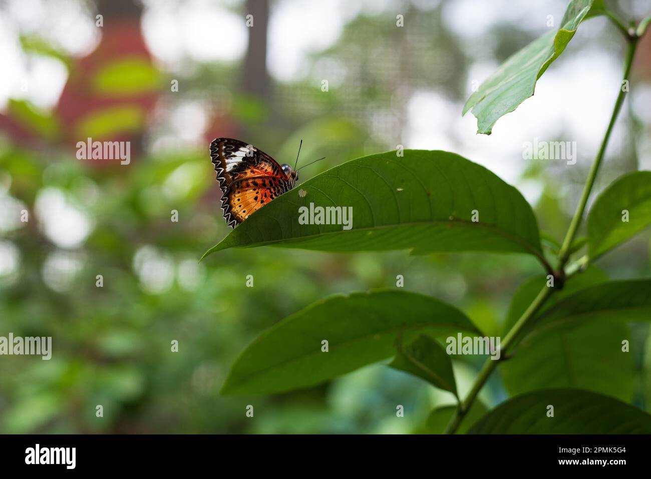 Cethosia biblis (red lacewing), a species of heliconiine butterfly ...