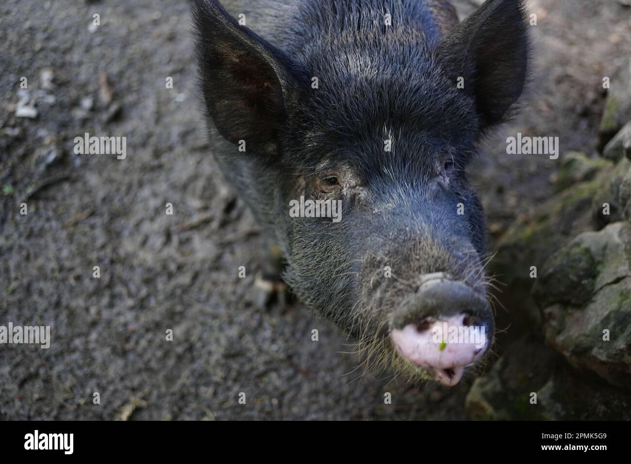 Captain cooker hi-res stock photography and images - Alamy