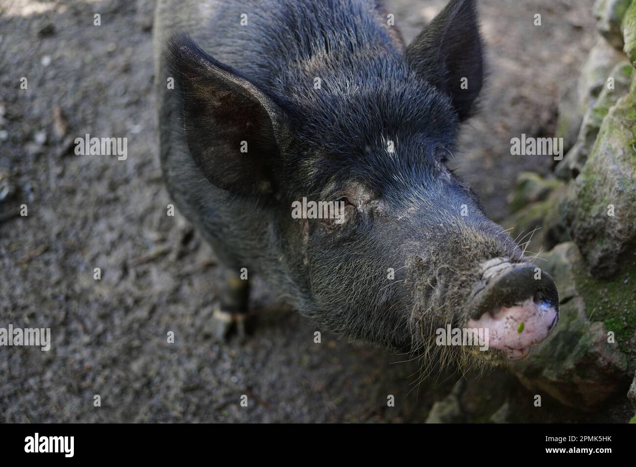 Captain cooker hi-res stock photography and images - Alamy
