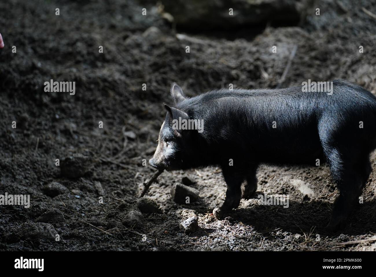 Captain cooker hi-res stock photography and images - Alamy