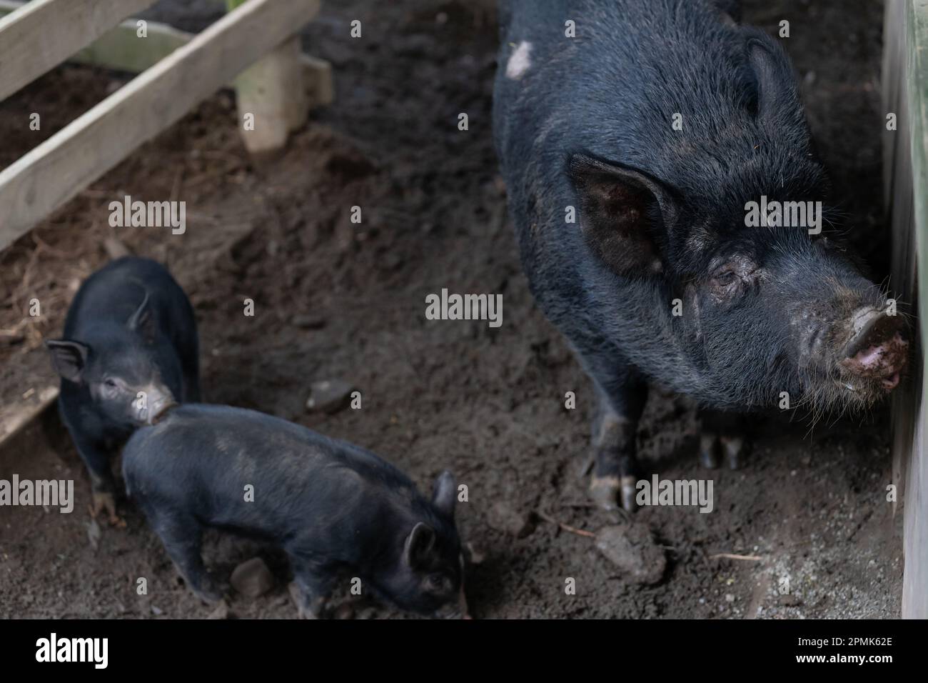 Captain cooker pig hi-res stock photography and images - Alamy