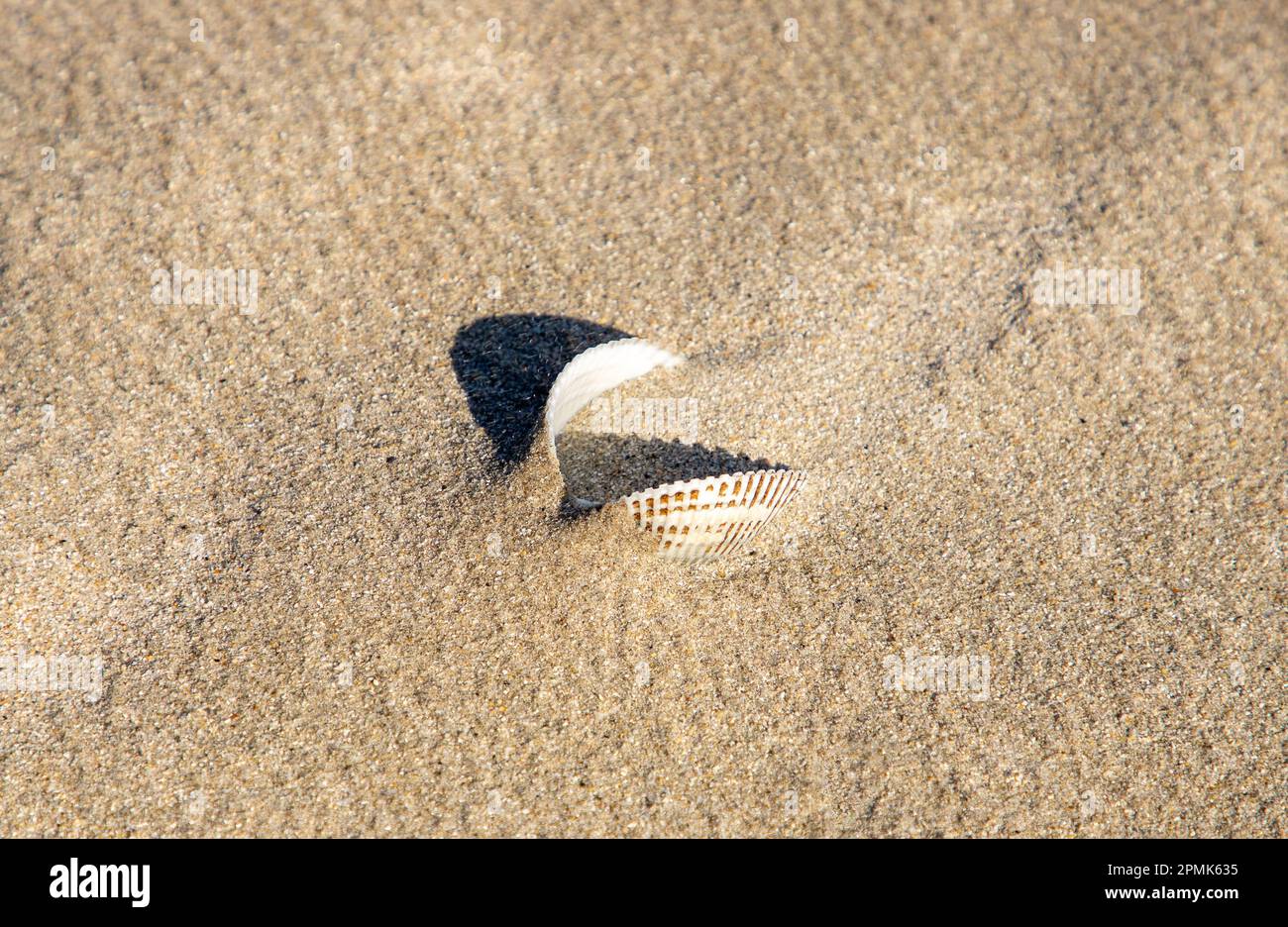 A single shell lies on the surface of a sandy beach, illuminated by the ...