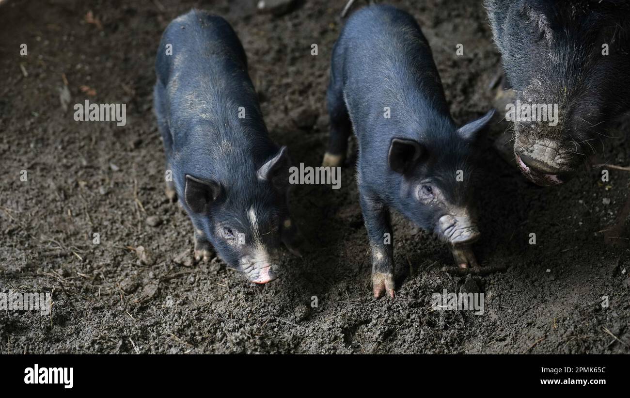 Captain cooker pig hi-res stock photography and images - Alamy