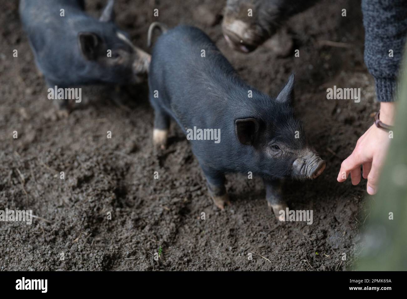 Captain cooker hi-res stock photography and images - Alamy