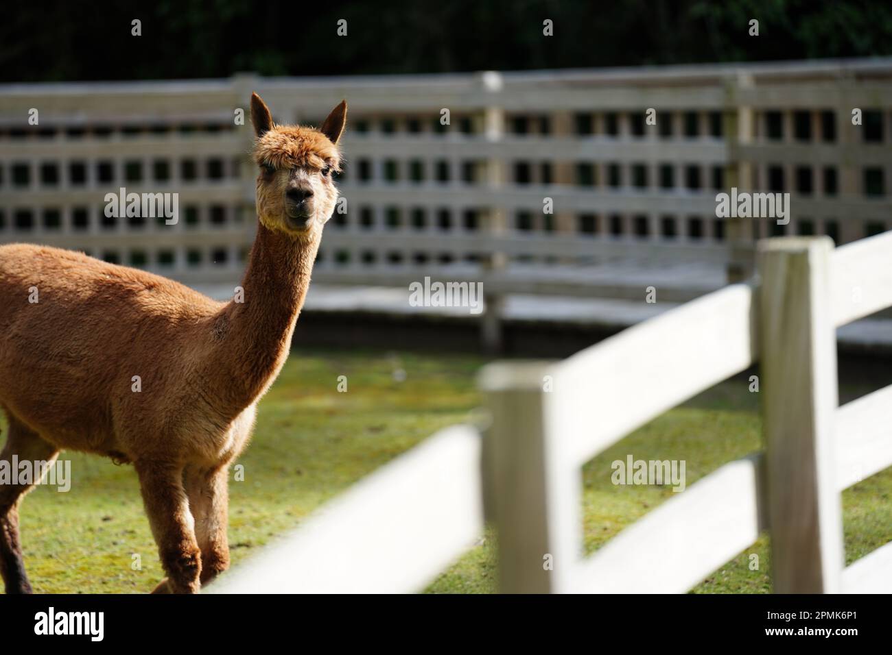 Huacaya alpaca hi-res stock photography and images - Alamy