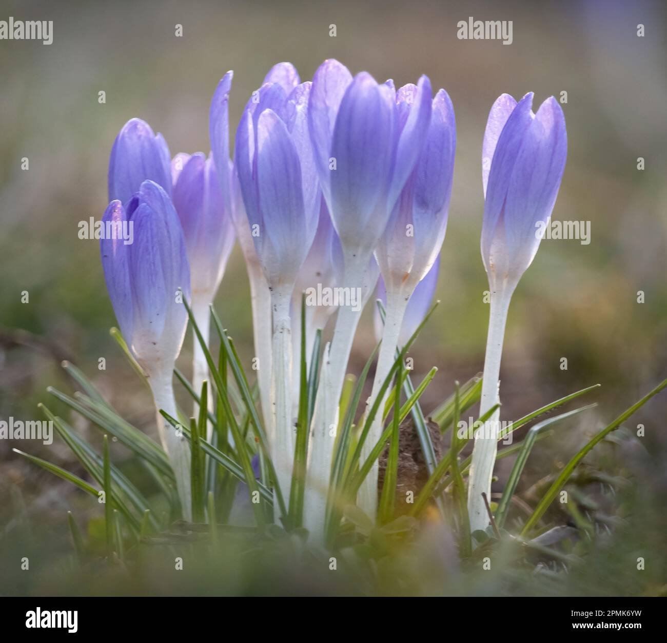 A batch of sunlit purple crocus sprouting from the dead winter ground ...
