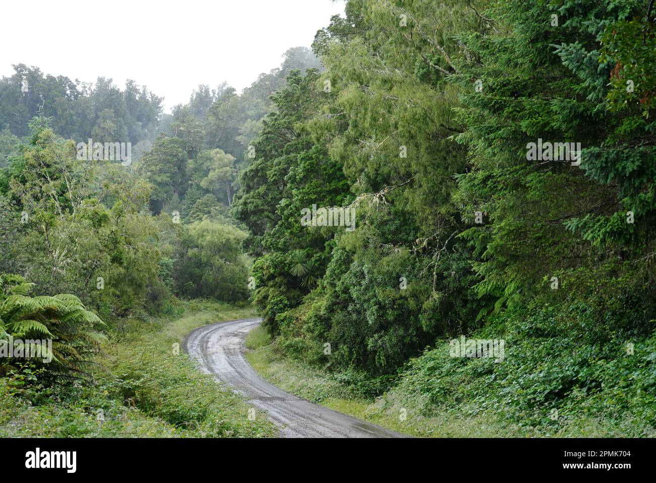Dirt road through the Whirinaki Conservation Park, surrounded in native ...