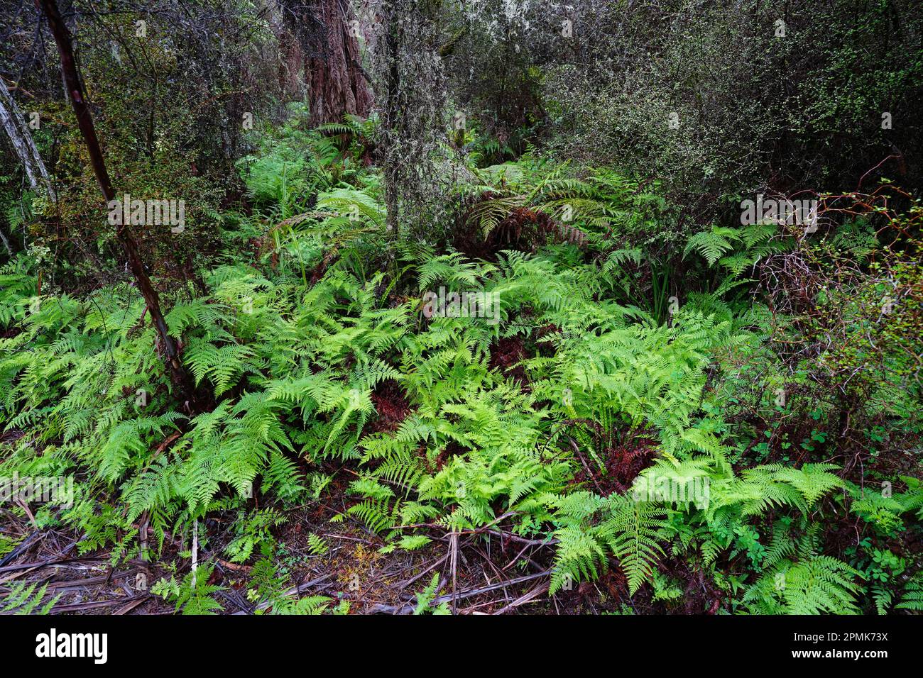 Native New Zealand ferns surrounded in a thick podocarp forest in ...