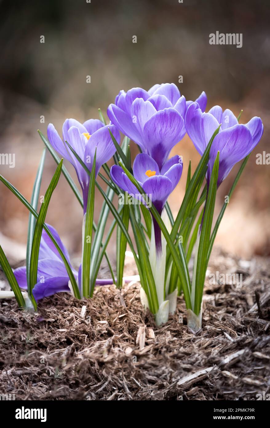 A batch of sunlit purple crocus sprouting from the dead winter ground ...