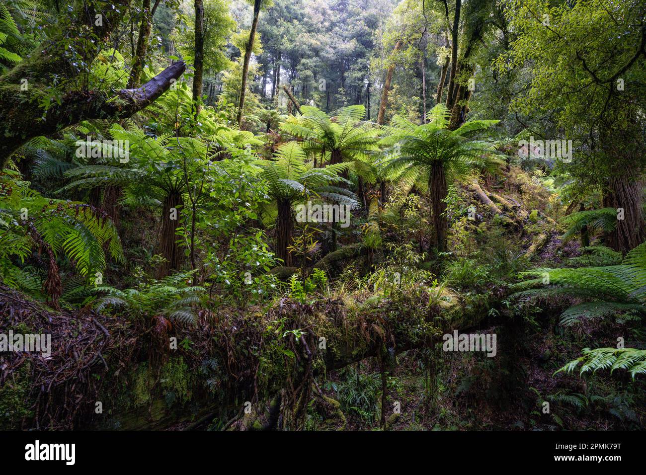 Native New Zealand ferns surrounded in a thick podocarp forest in ...
