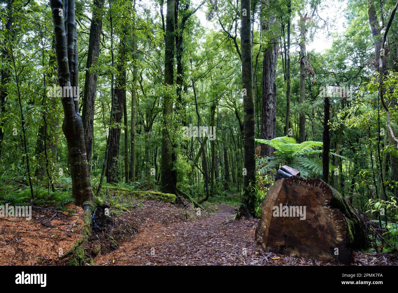 Track through an ancient podocarp forest featuring rimu, kahikatea ...
