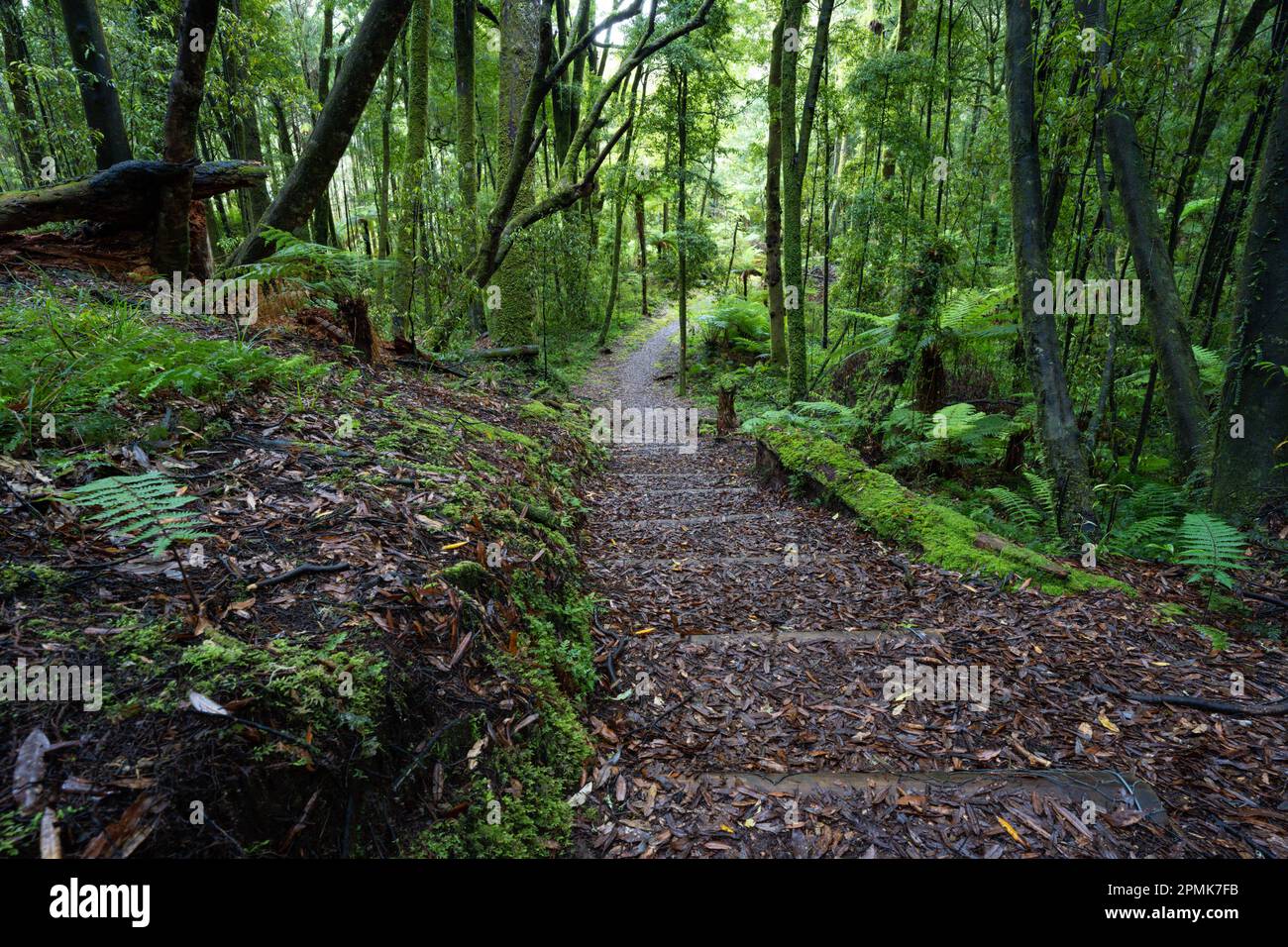 Track through an ancient podocarp forest featuring rimu, kahikatea ...