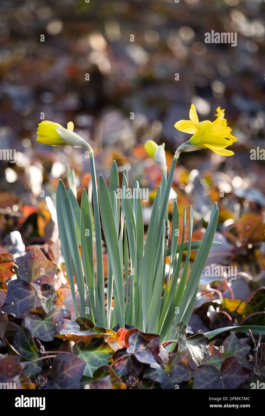 Yellow daffodils standing upright amongst dead winter leaves in spring ...