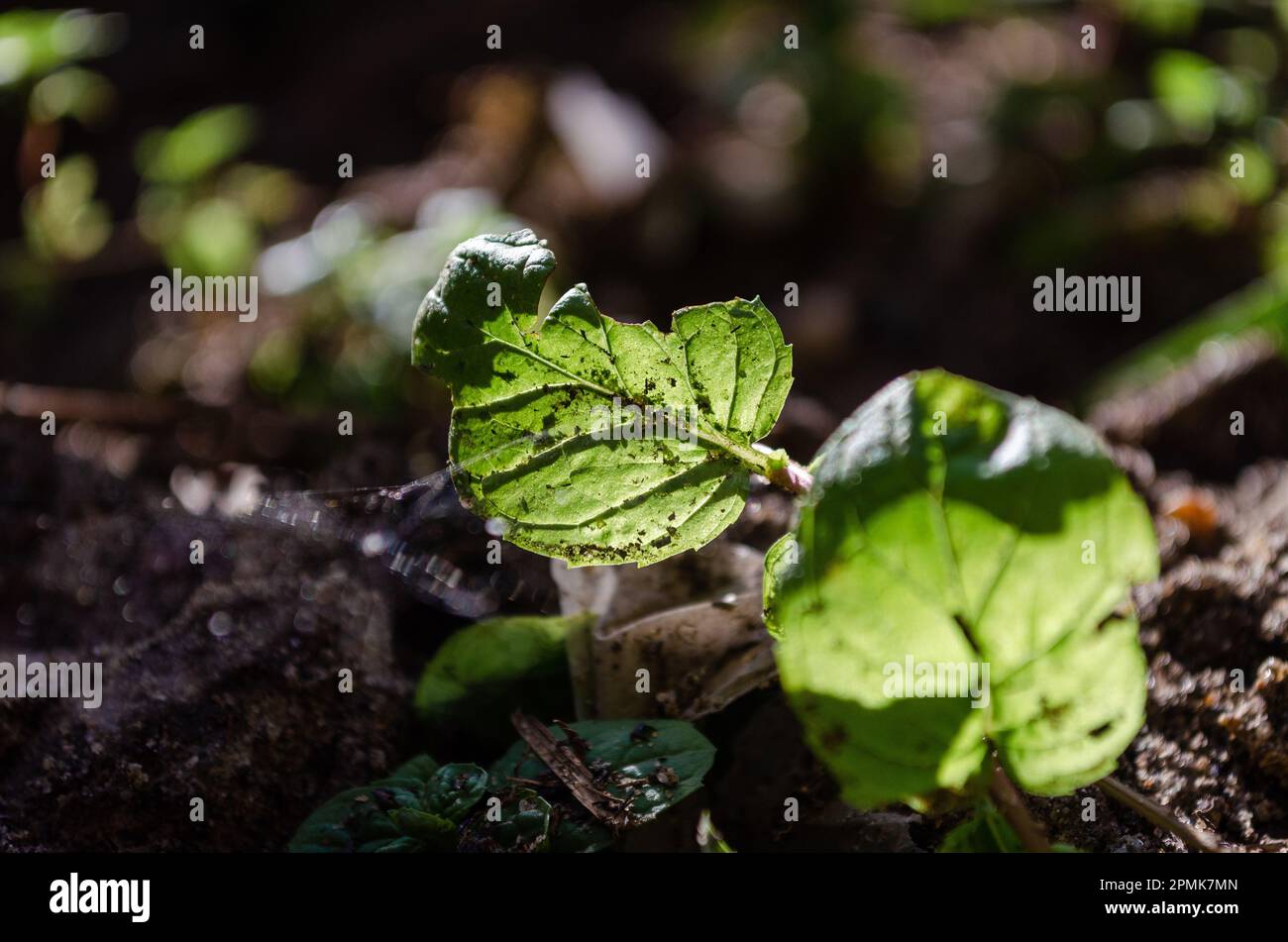 Green leaf in forest with a blurry background and foreground Stock ...