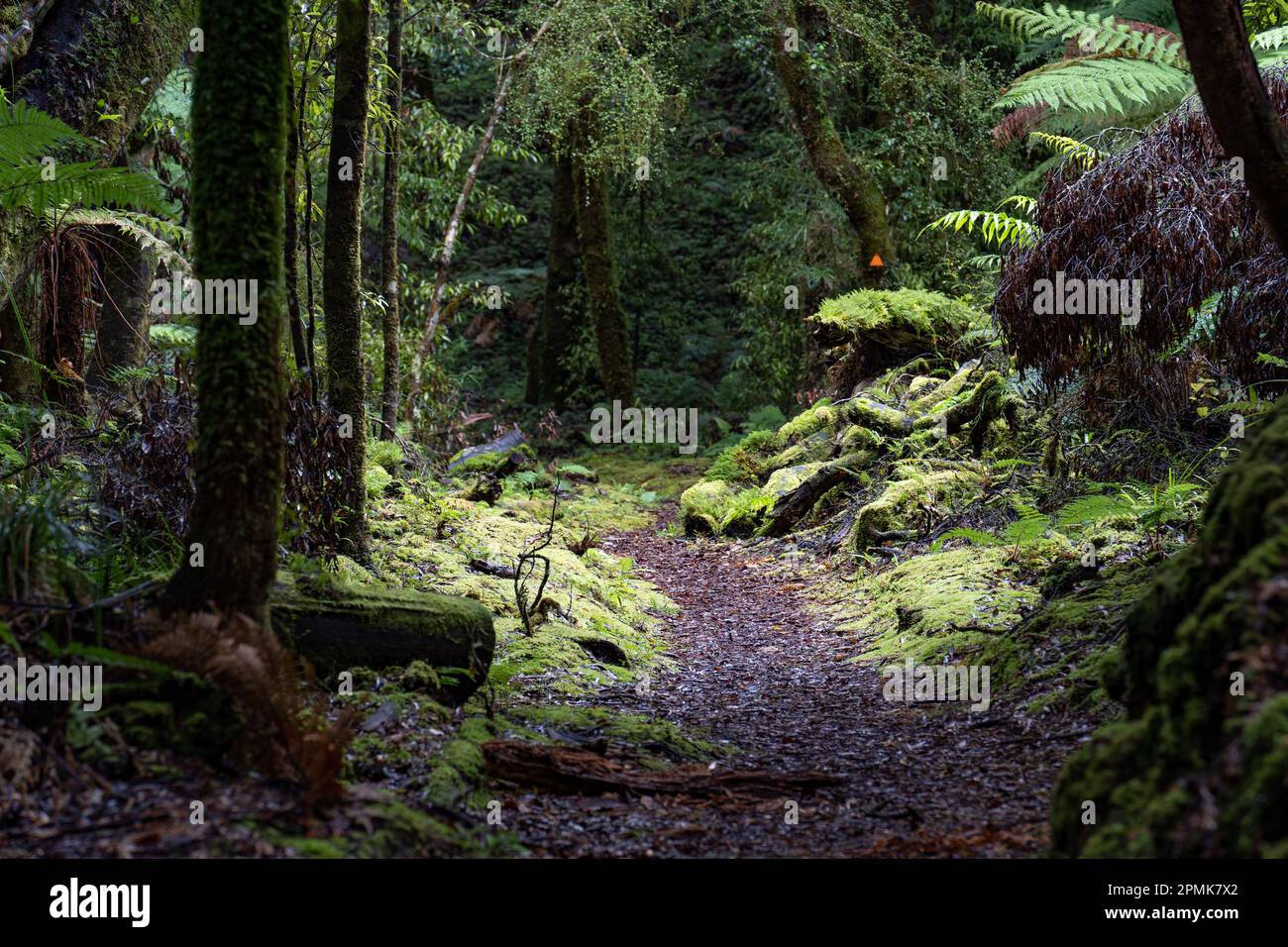 Track through an ancient podocarp forest featuring rimu, kahikatea ...