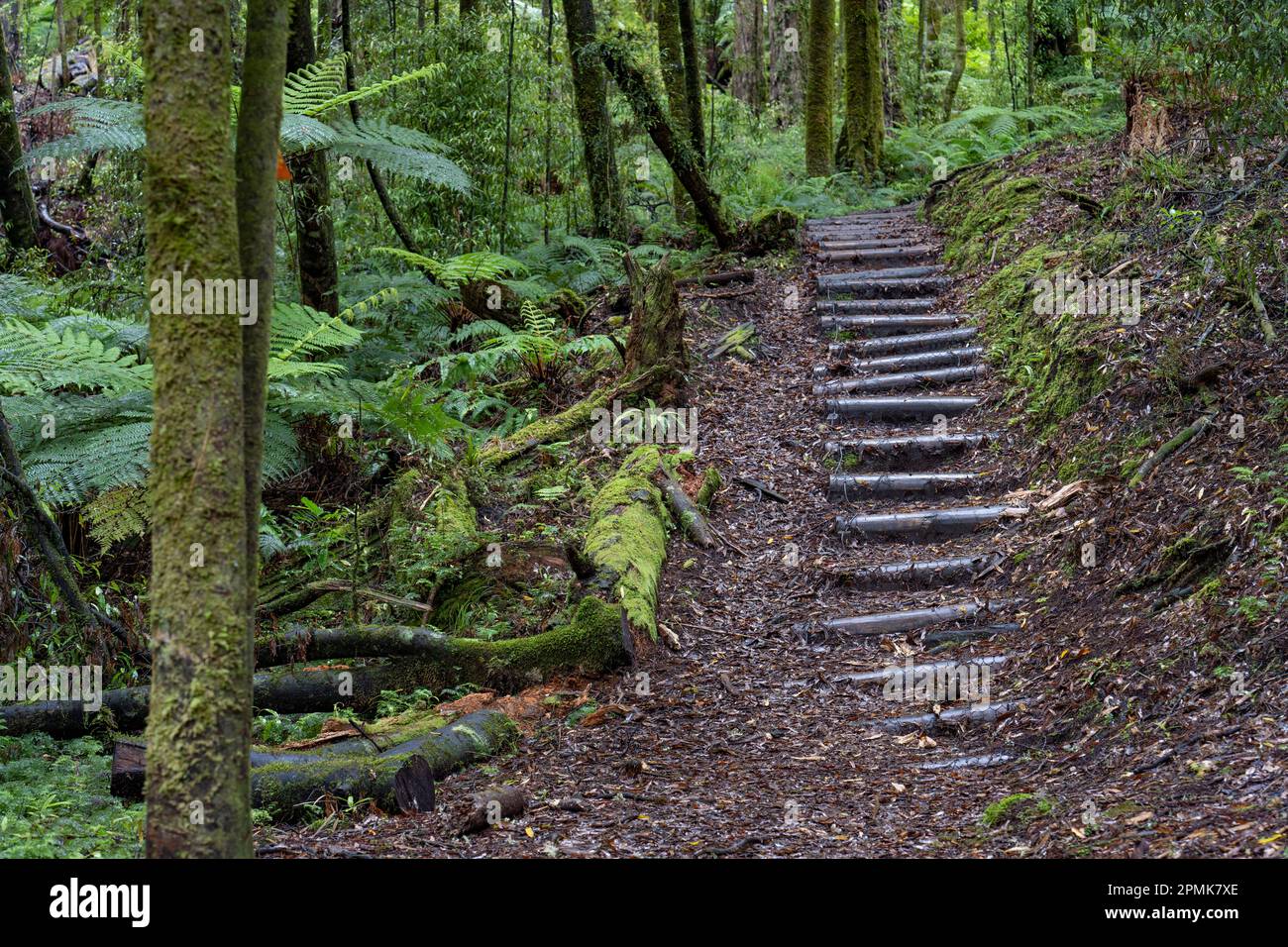 Track through an ancient podocarp forest featuring rimu, kahikatea ...